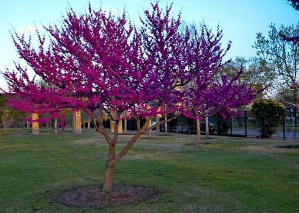 نهال ارغوان کاشت شیراز. فارس نهال09179501865 - فروشگاه آنلاین گل و گیاه